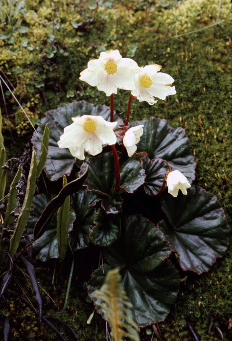 Potatoes – the real treasure of the Incas . . . | A balanced diet