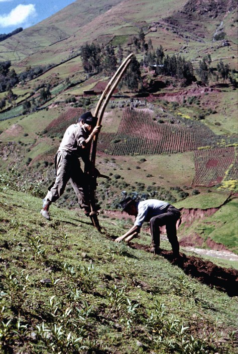 Potatoes – the real treasure of the Incas . . . | A balanced diet