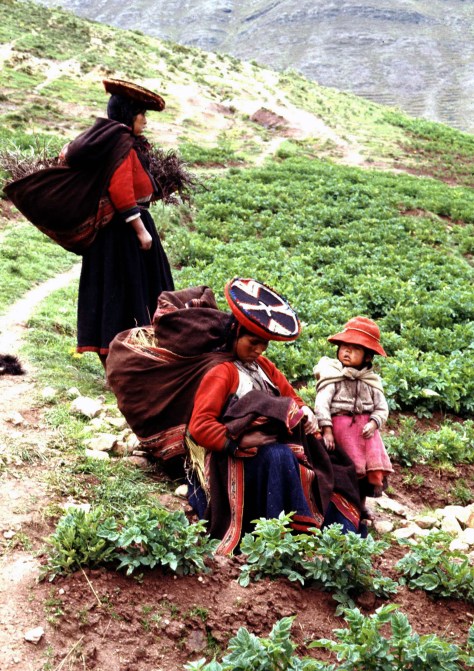 Potatoes – the real treasure of the Incas . . . | A balanced diet